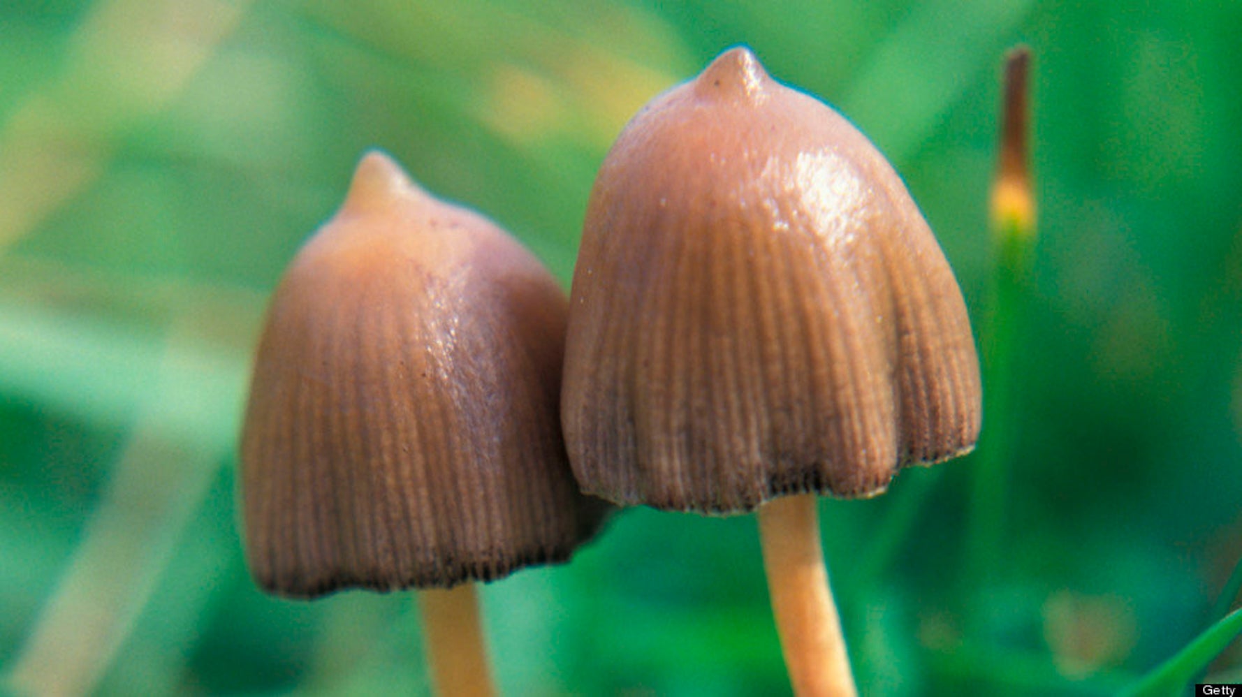 Magic Mushrooms Have Dream Like Effect On Brain Huffpost Videos