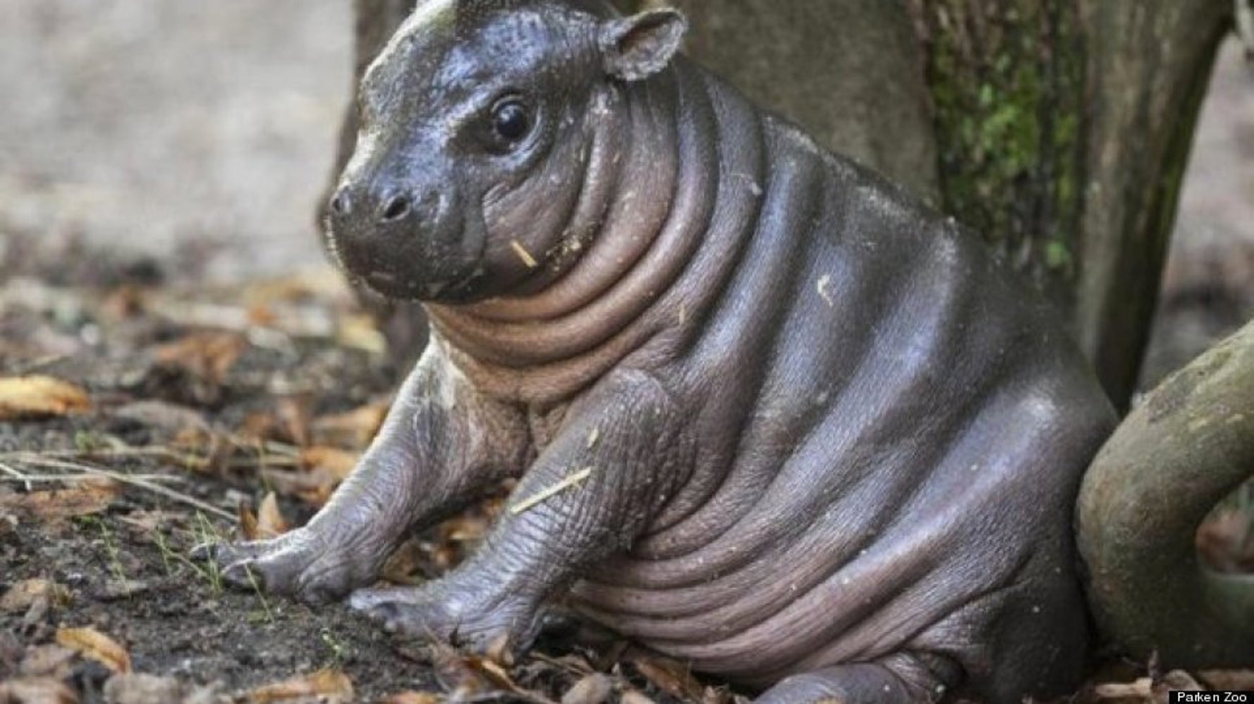 Sweden's Cutest Baby Is a Baby Hippo | HuffPost Videos