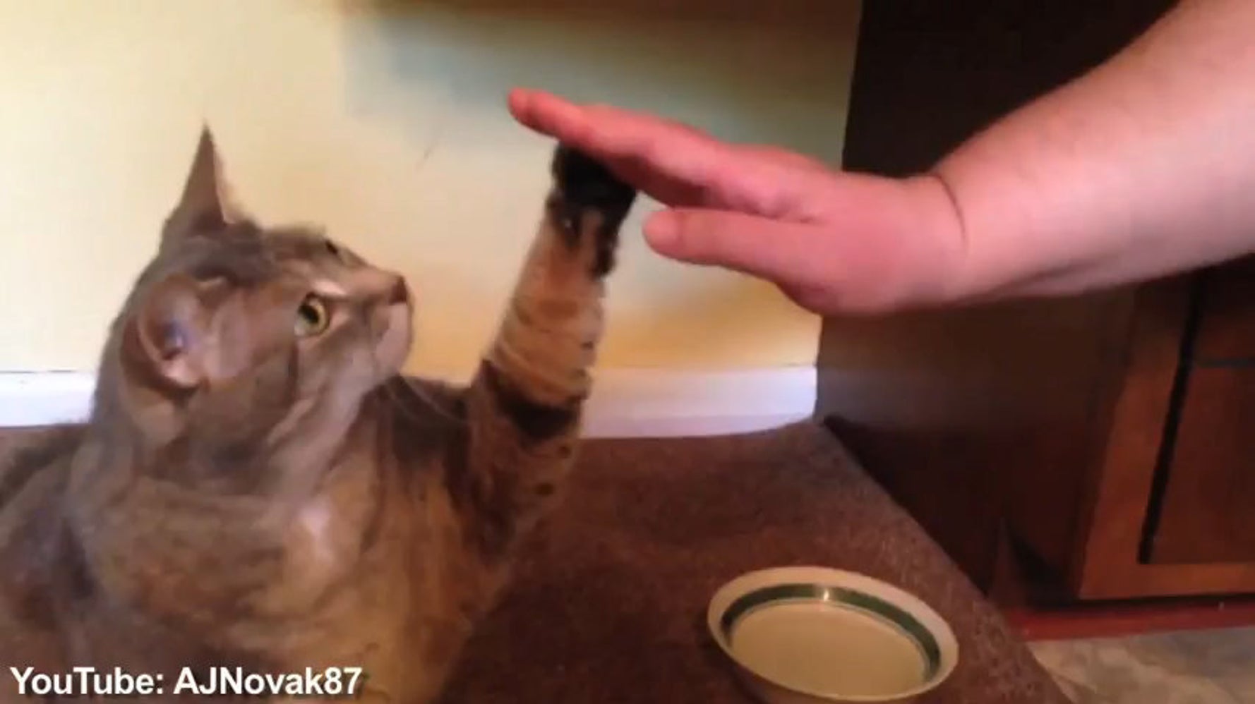 Awesome Animal High-Fives | HuffPost Videos