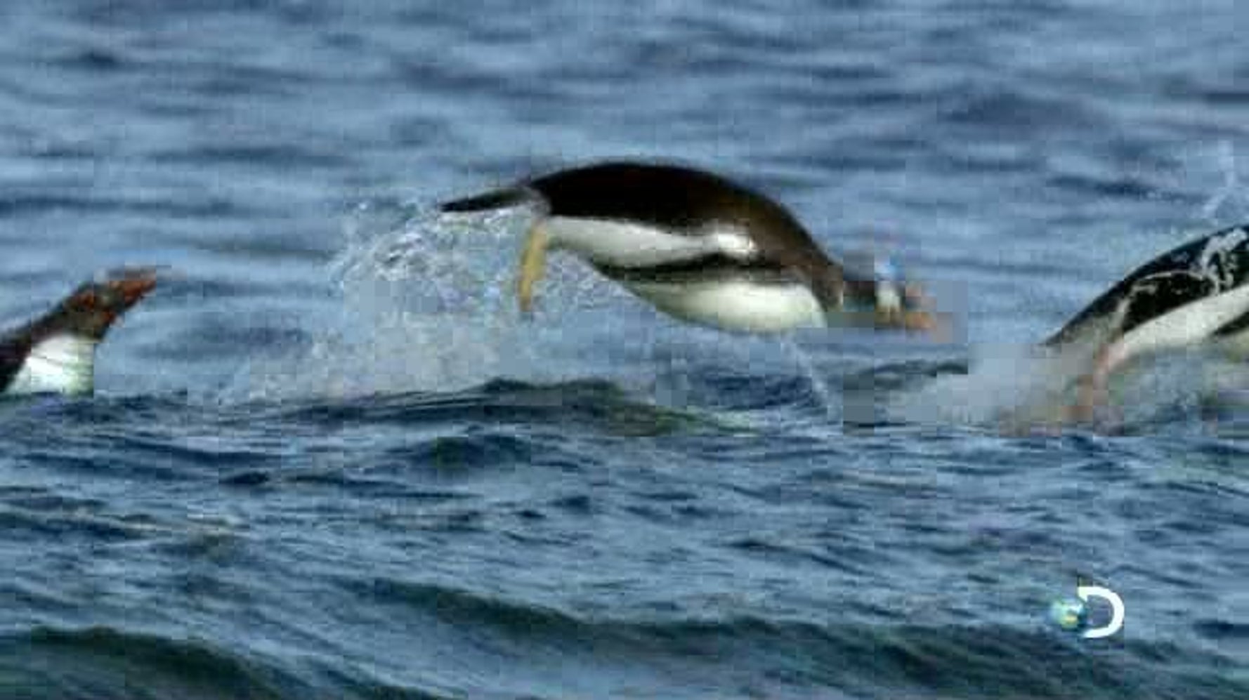 Sea Lion And Penguin | HuffPost
