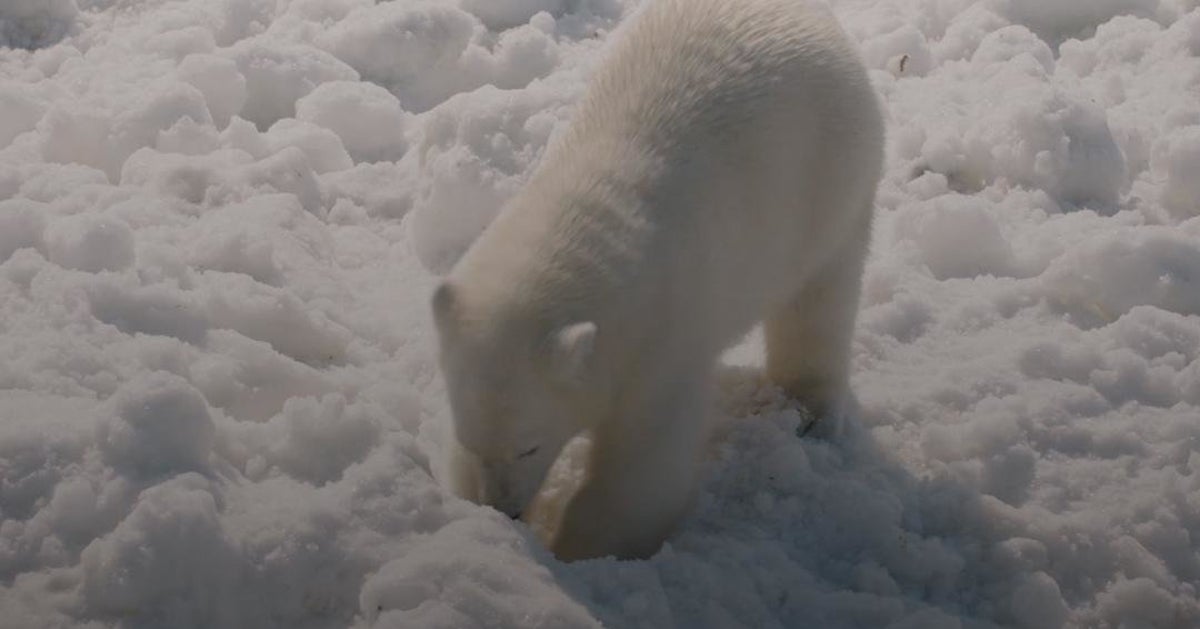 Polar Bears Chill Out | HuffPost Videos