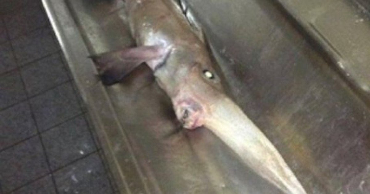 Knifenose Chimaera, Arctic Mystery Fish, Is Even Weirder Than It Looks ...
