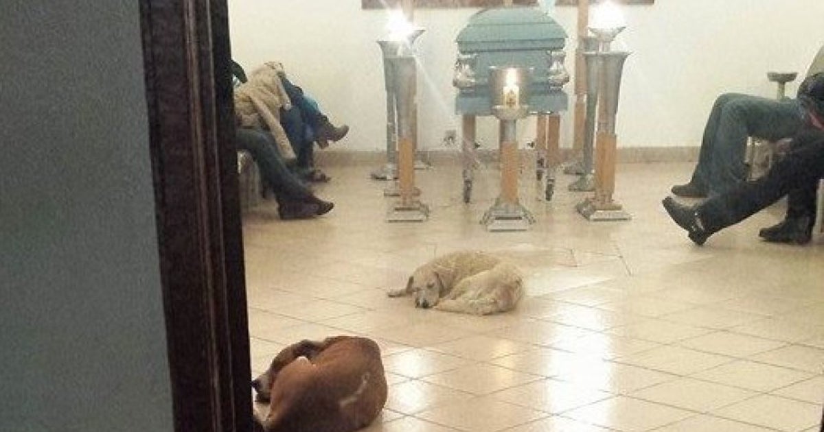 Stray Dogs Pay Tribute To Animal Lover At Funeral | HuffPost Videos