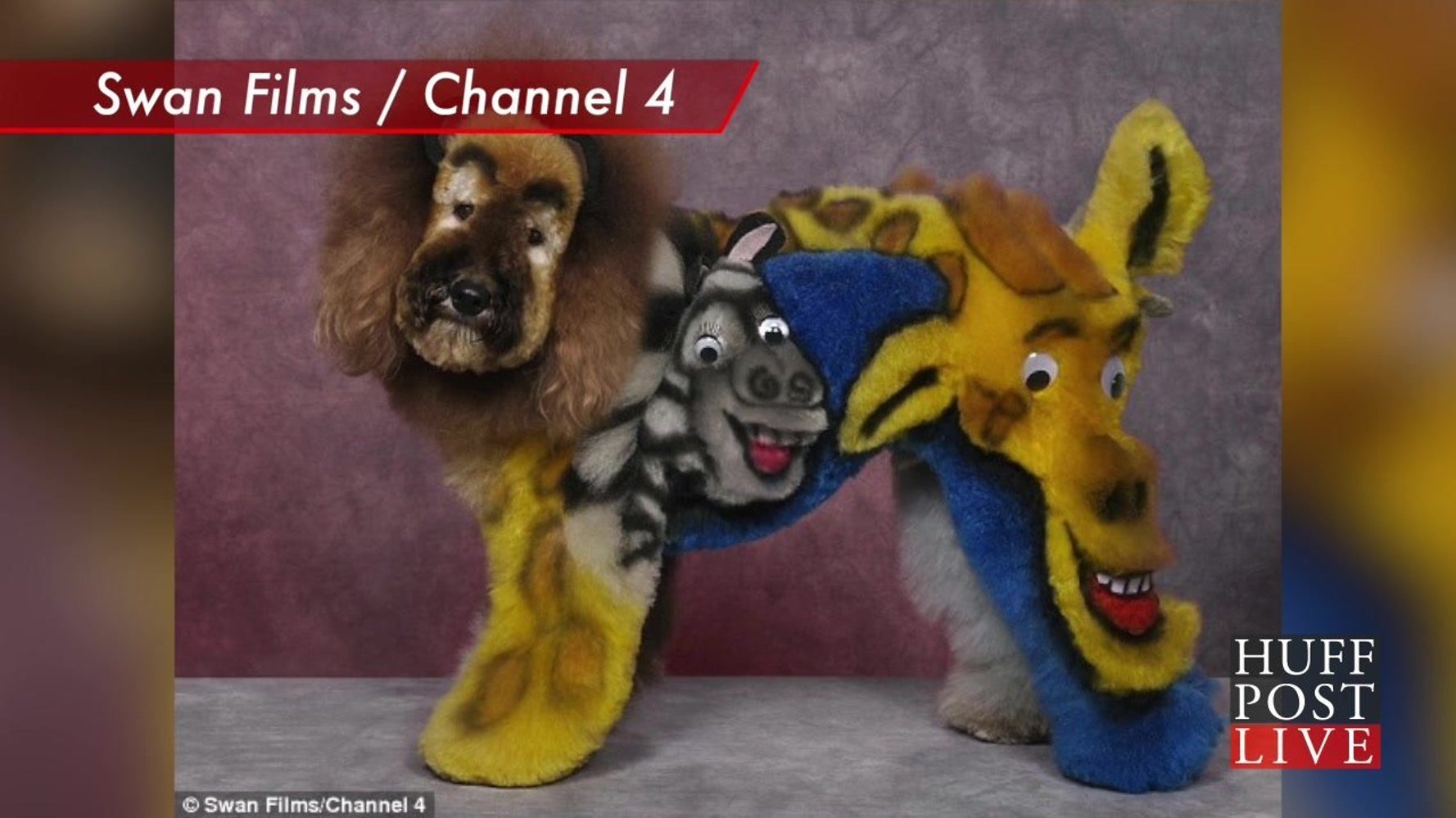 Extreme Poodles: Dog Do's Like You've Never Seen Before | HuffPost