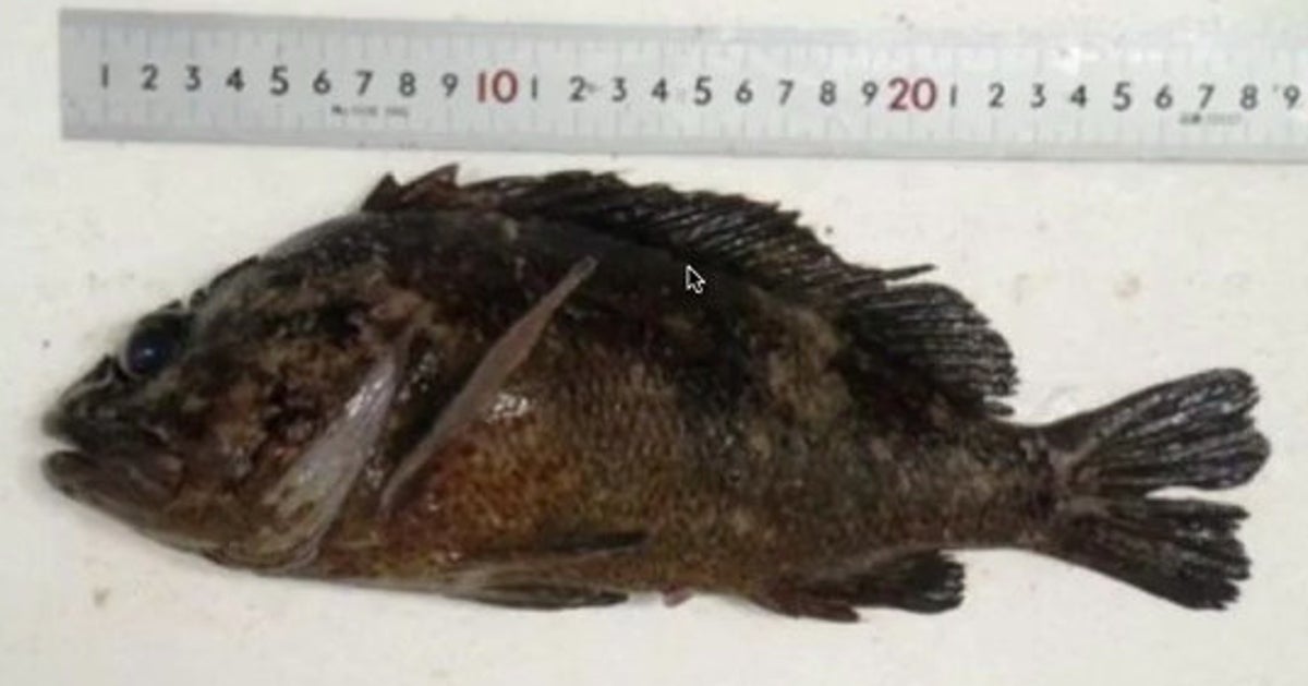 Fukushima Fish With 2,500 Times The Radiation Limit | HuffPost Videos