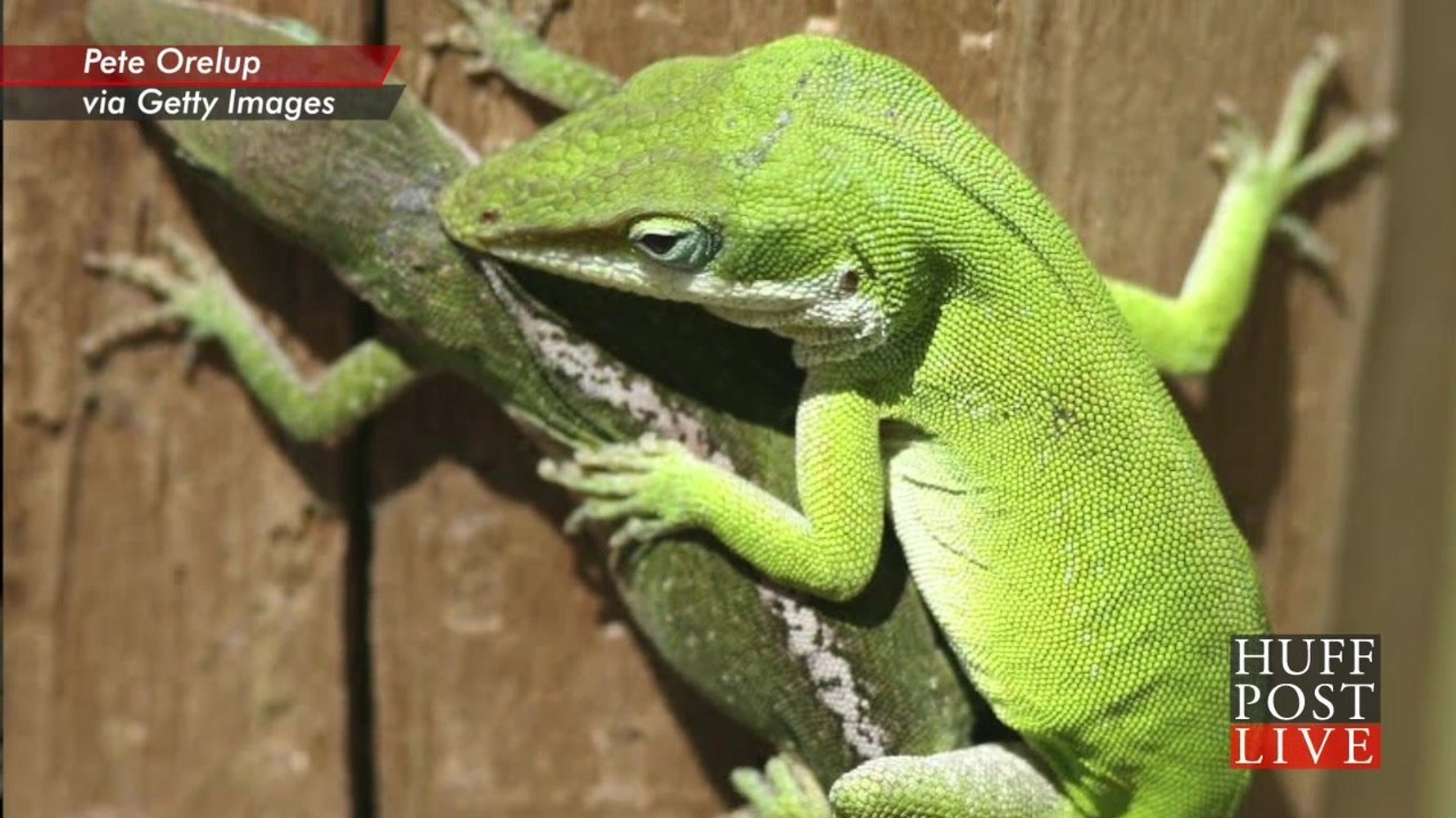 There Are Geckos Getting It On In Outer Space | HuffPost Videos