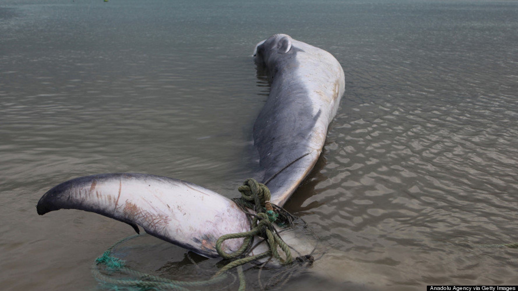 Town Worried About Exploding Whale | HuffPost Videos