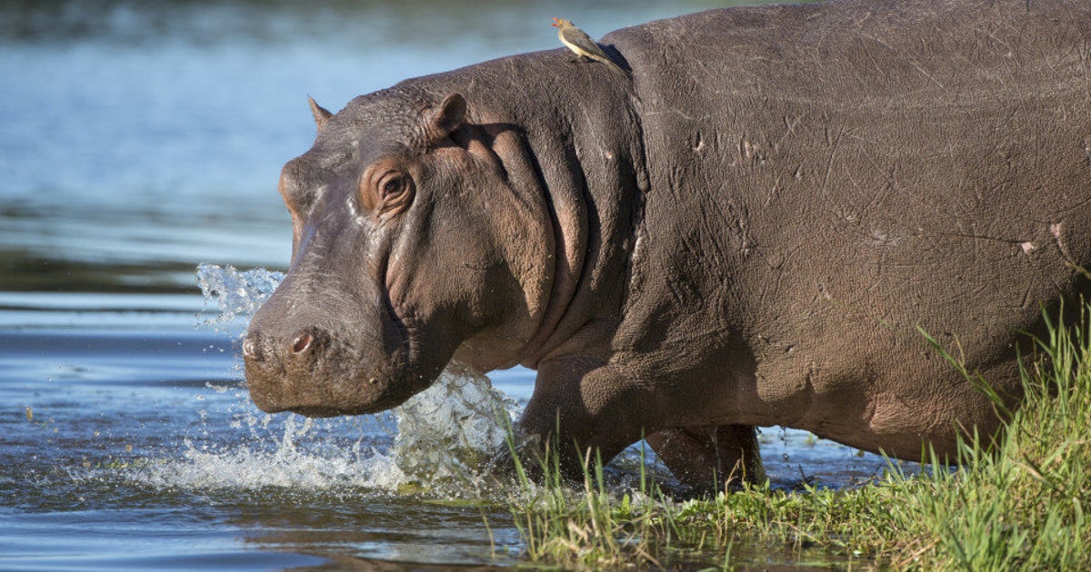 How This Man Survived Being Swallowed By A Hippo | HuffPost Videos