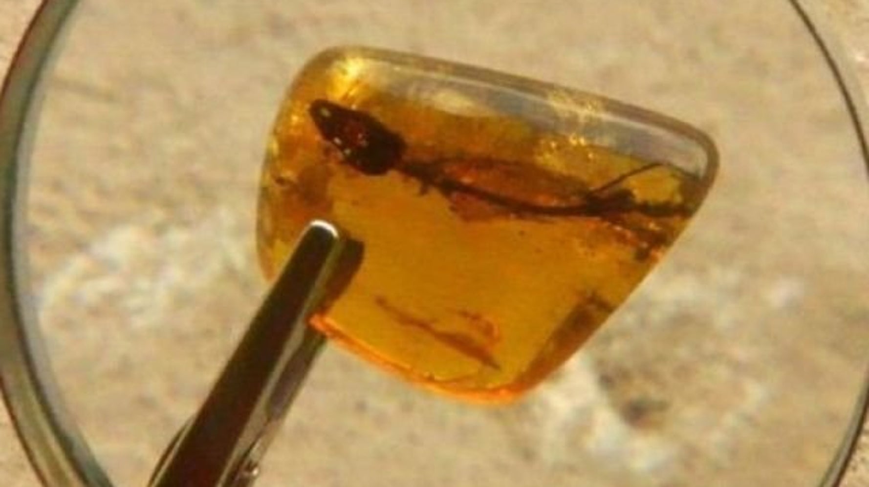 23-Million-Year-Old Lizard Remains Preserved in Amber | HuffPost Videos