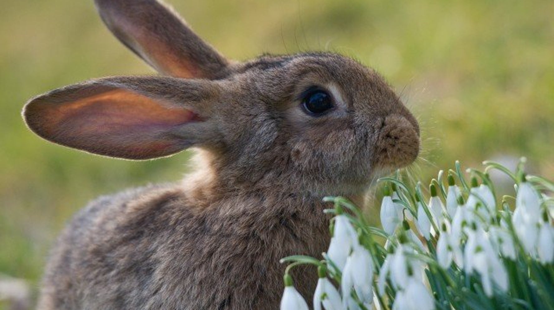Bunnies As Pets: What To Know Before Buying A Rabbit | HuffPost Videos