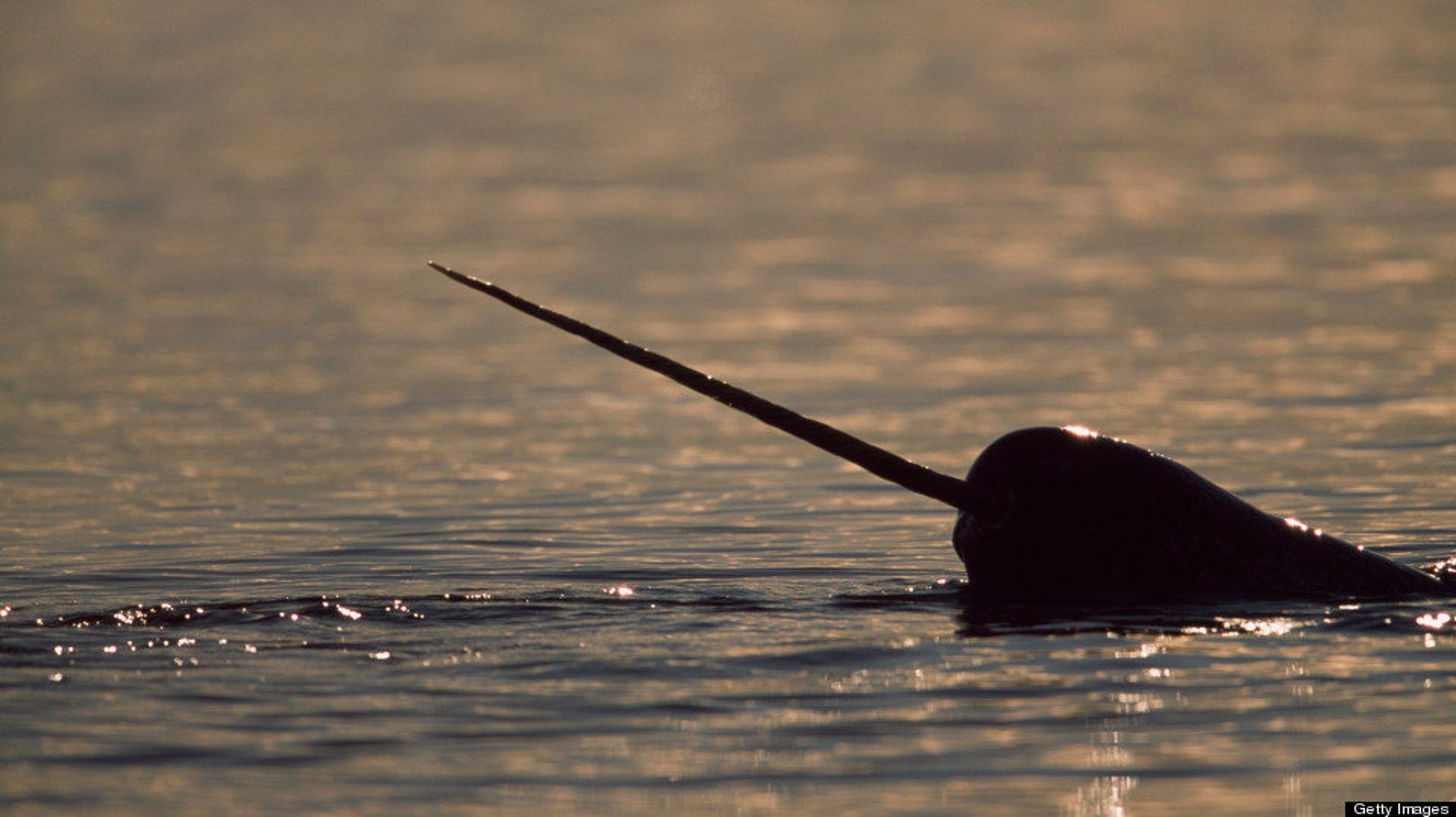 Narwhals: The Arctic Unicorns Of The Sea | HuffPost Videos