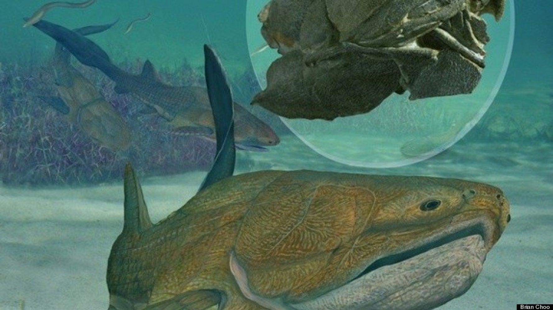Ancient Fish Fossil Discovered Has World's Oldest Recognizable Face ...