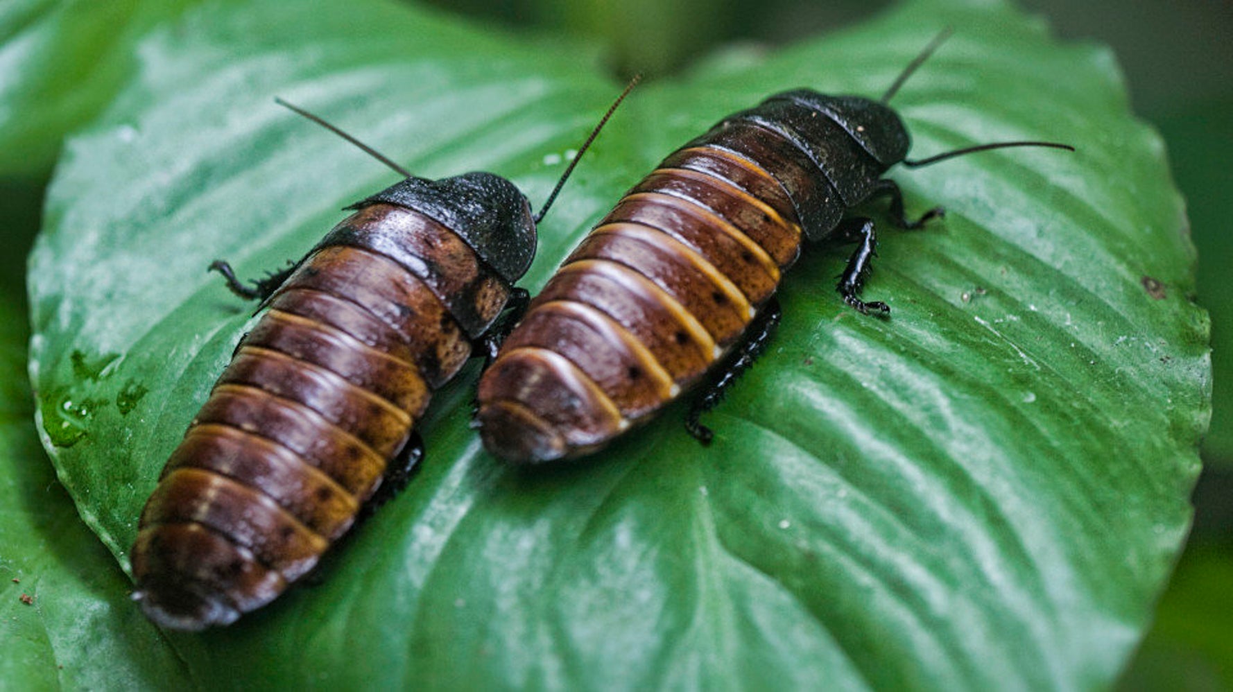 Did You Know Cockroaches Communicate Through Fecal Bacteria? | HuffPost ...