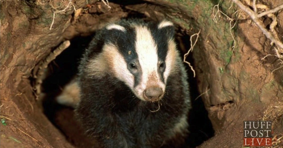 Badger Unearths Medieval Graves | HuffPost Videos