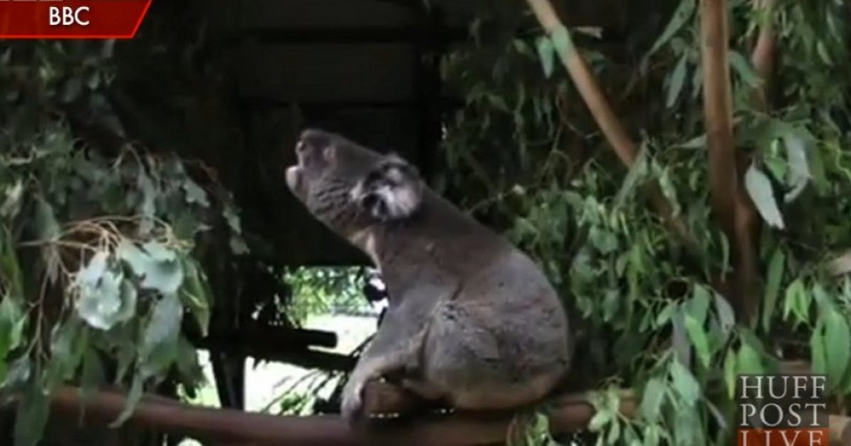 WTF! Koalas Now Make This CRAZY Sound | HuffPost Videos