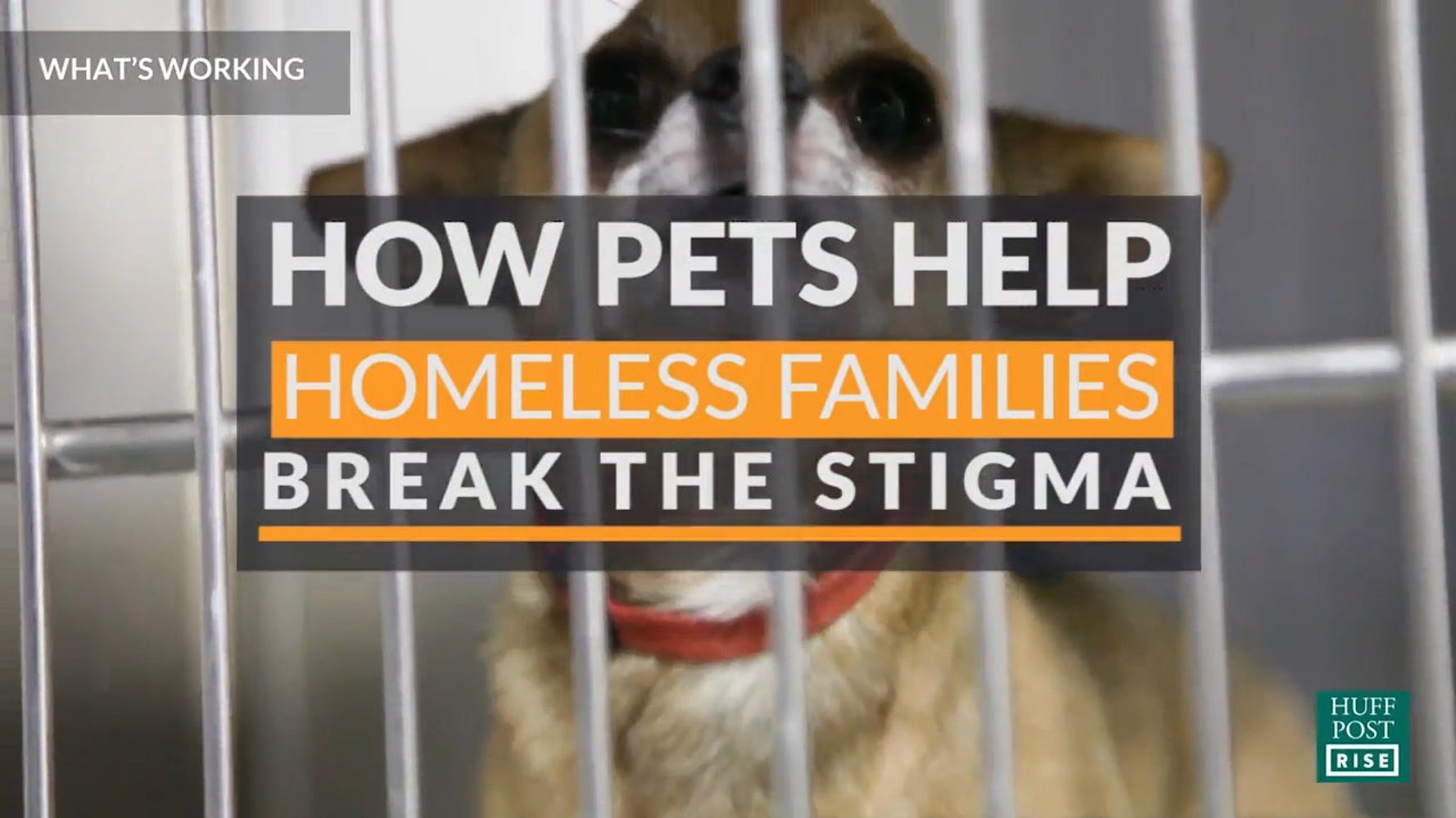 This Homeless Shelter Is Keeping Pets in the Picture | HuffPost