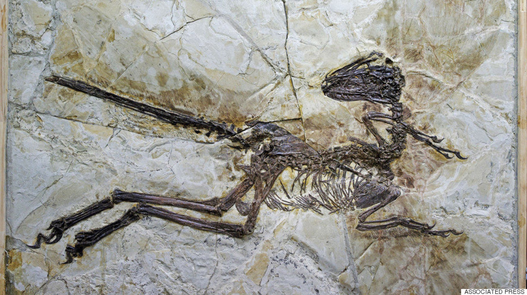 Newly Unearthed Dinosaur Fossils Provide Insight Into Wing Evolution ...