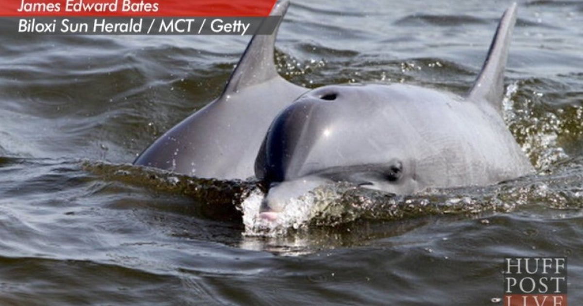 BP Oil Spill Fallout: Dolphins Suffering Miscarriage, Lung Disease ...