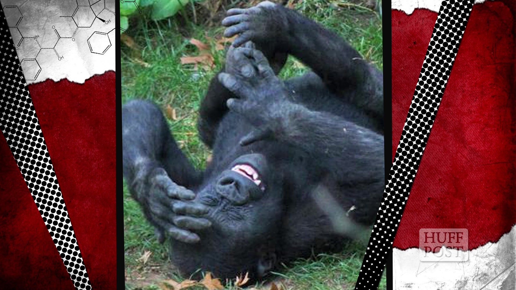 Animals Laugh, Research Suggests, But Do They Have A Sense Of Humor ...