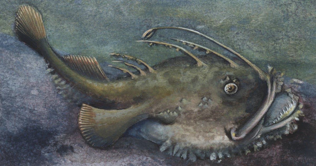 'Finding Nemo' Seadevil Fish Is Real | HuffPost Videos