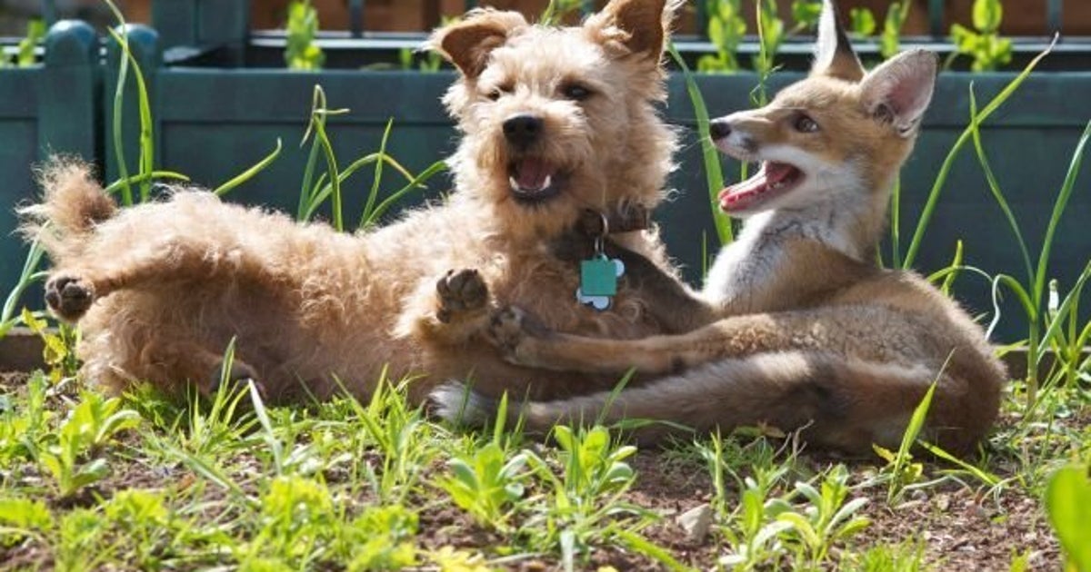Real-Life Fox and the Hound | HuffPost Videos
