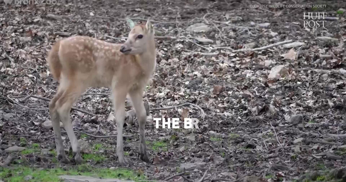 Baby Deer At The Bronx Zoo | HuffPost News | HuffPost Videos