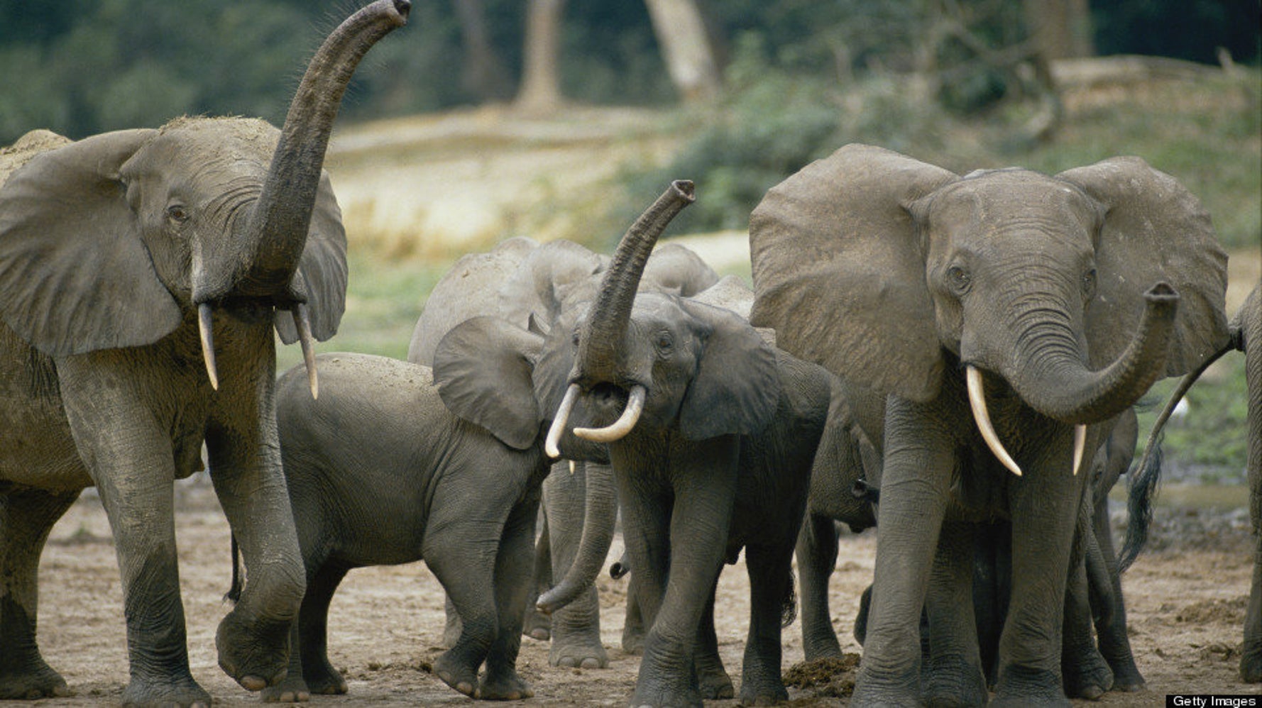 Fighting Poaching In Africa And Ivory In NY | HuffPost Videos