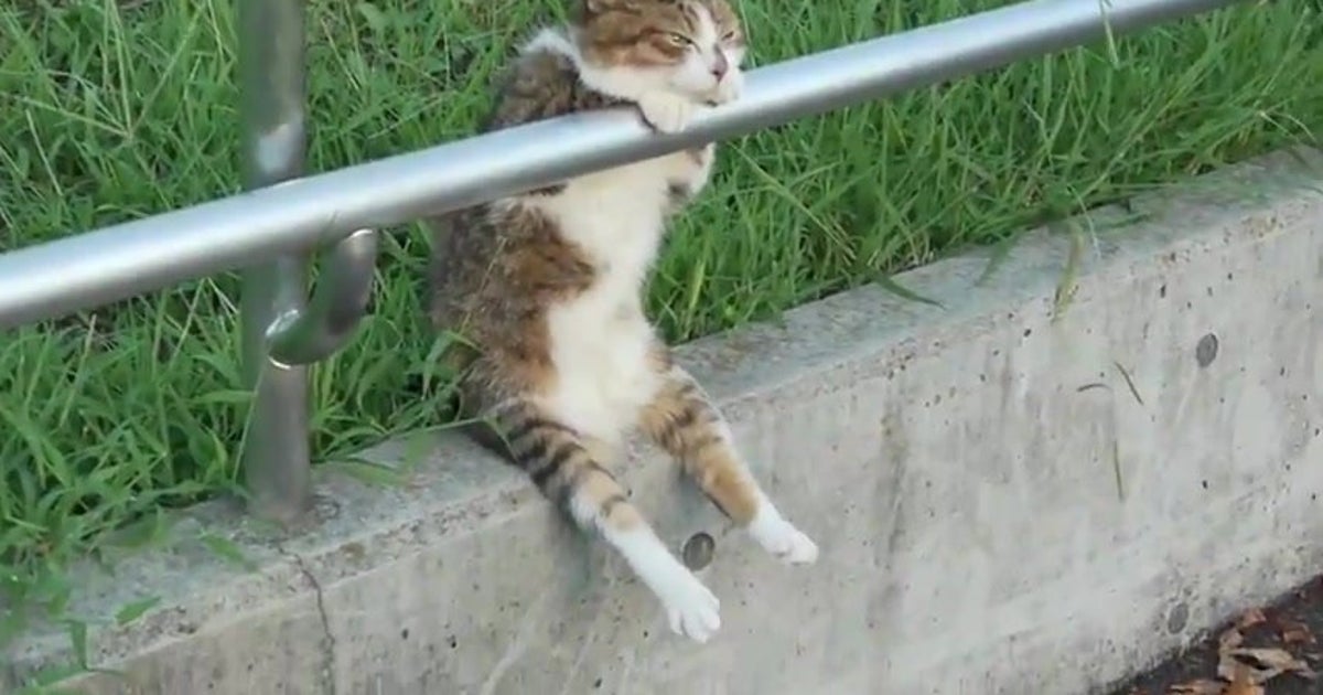 Chillest Cat Ever | HuffPost Videos