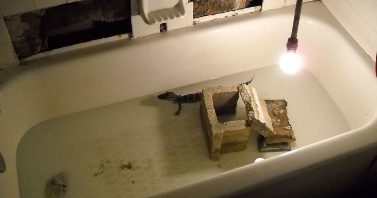 Man Arrested For Keeping Live Alligator In Bathtub Huffpost Videos