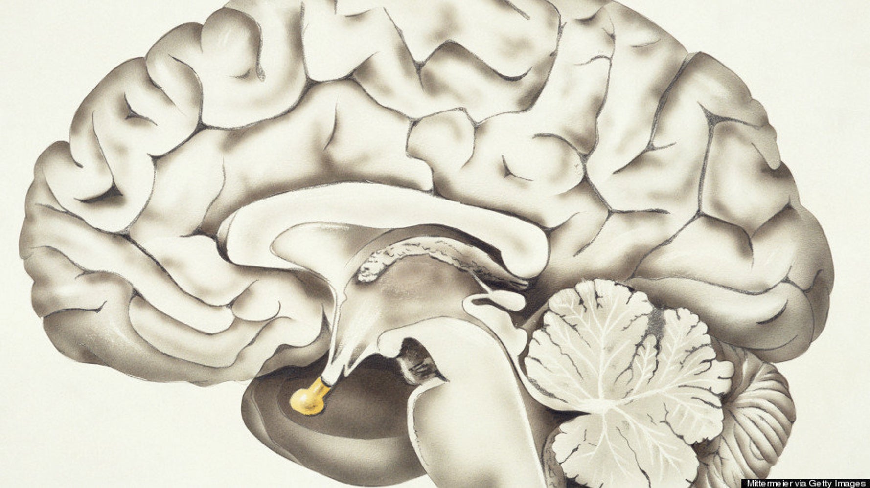 Erasing Bad Memories May Soon Be A Reality, And Here's How It Works ...