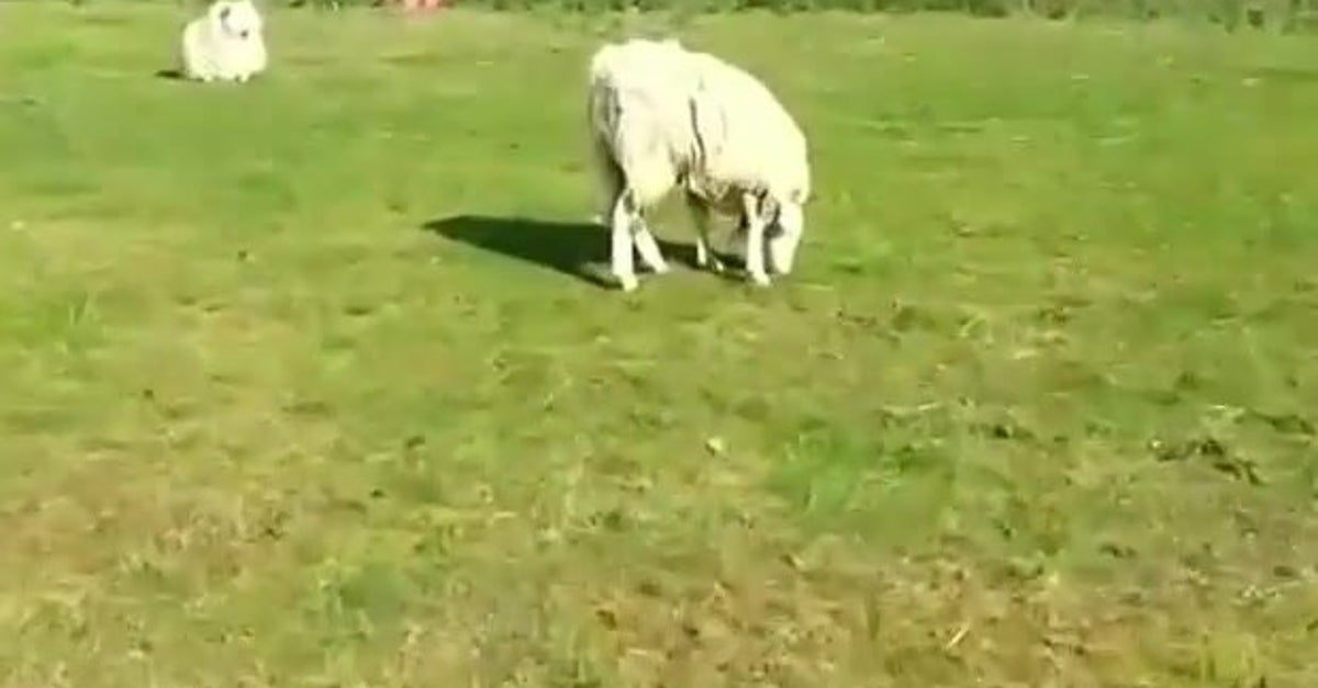 Sheep With Upside Down Head Huffpost Videos