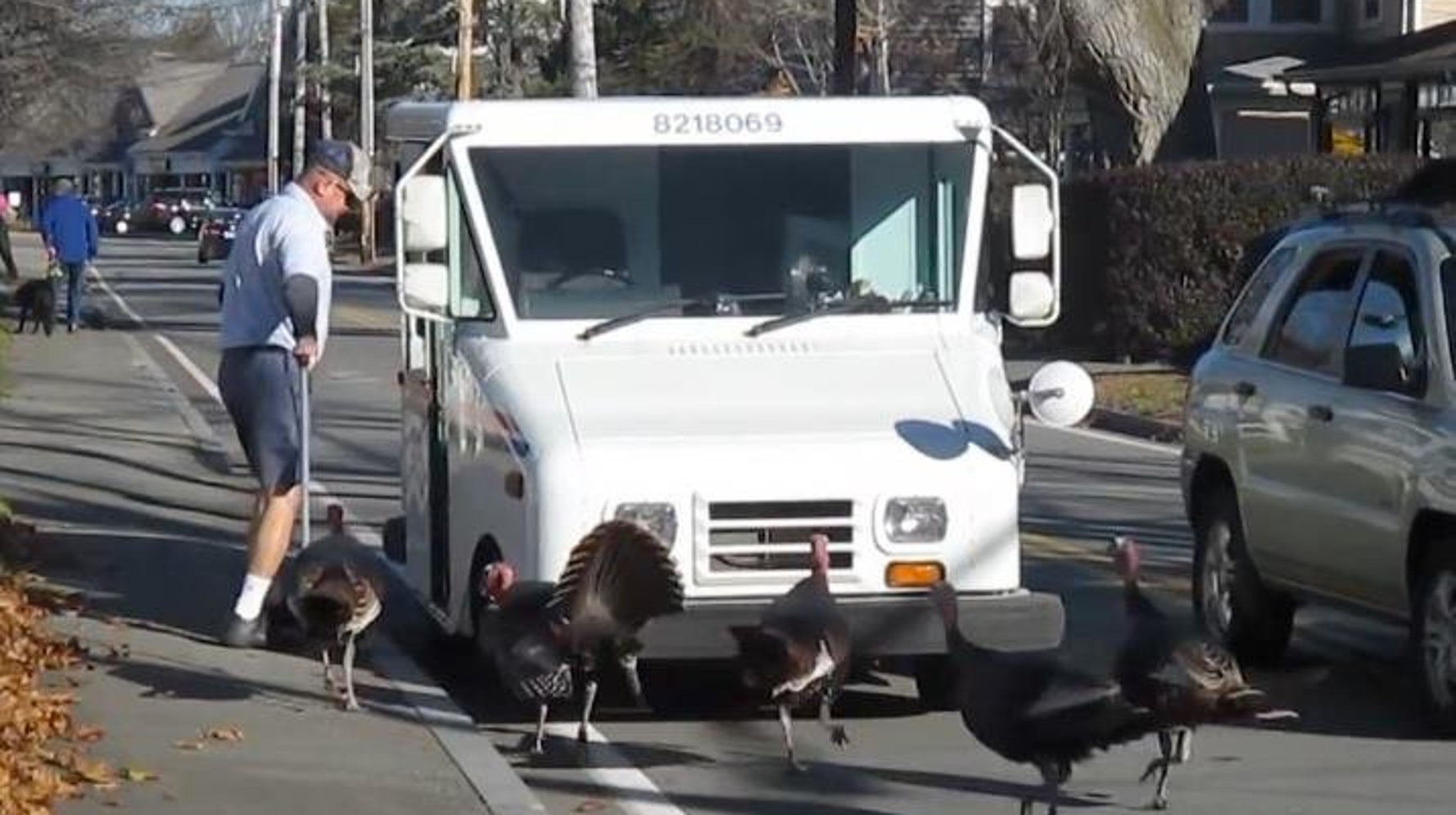 Gang Of Aggressive Turkeys Chase Mailman Every Day | HuffPost