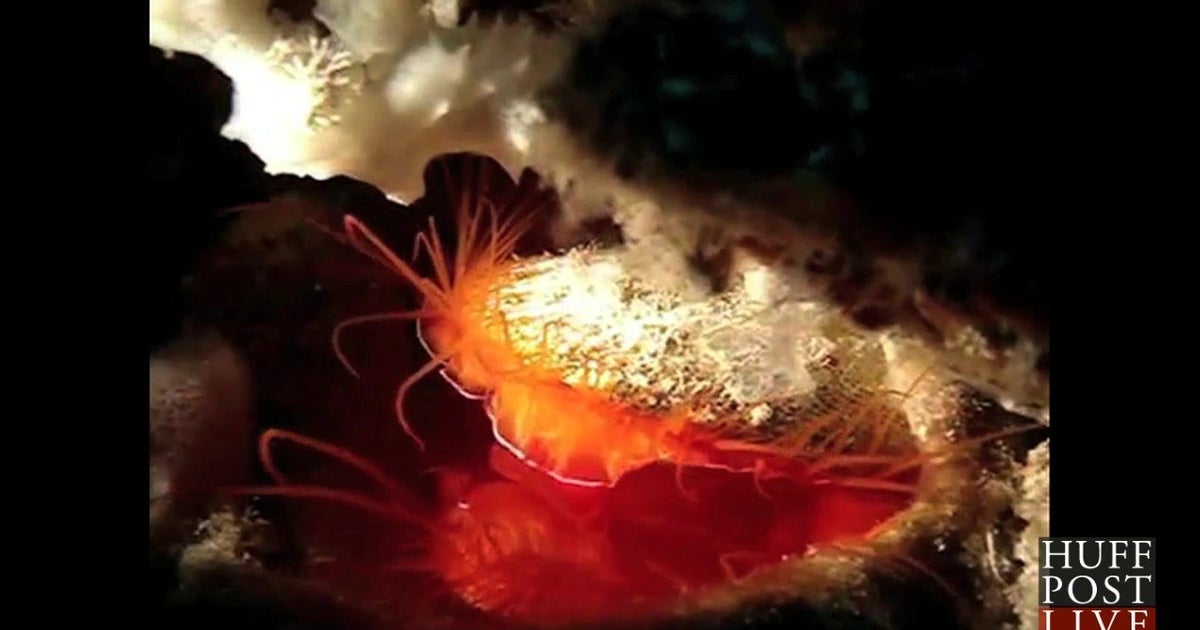 'Disco Clam' Puts On Flashy Light Show | HuffPost Videos