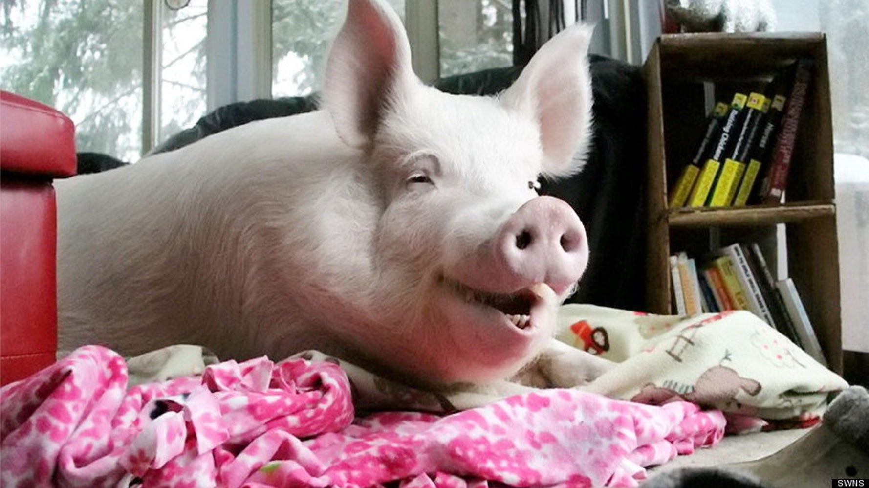 ‘Micro Pig' Grows Up To Be 670lb Wonder Pig | HuffPost Videos