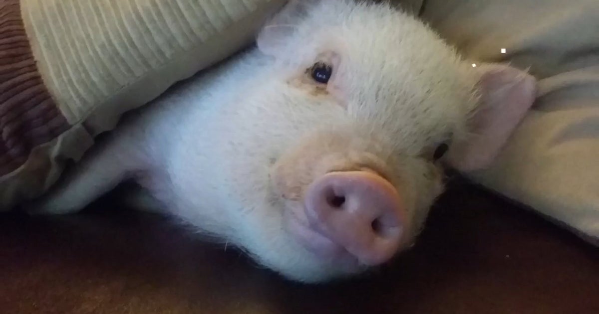 A Pig Is Running for Mayor | HuffPost Videos