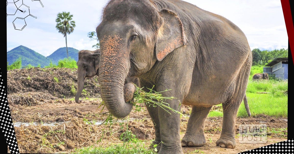 Woolly Mammoth Clone? DNA Makes Resurrection Possible, But Many ...