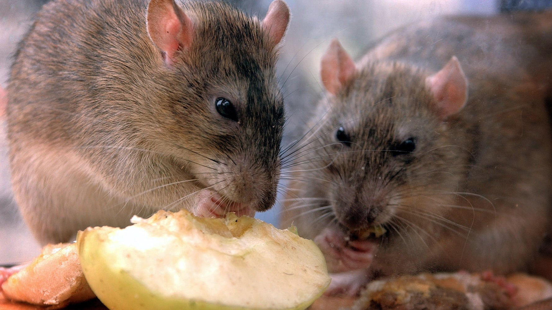 UK Heatwave: Are We Really About To Be Overrun By A Plague Of Rats ...