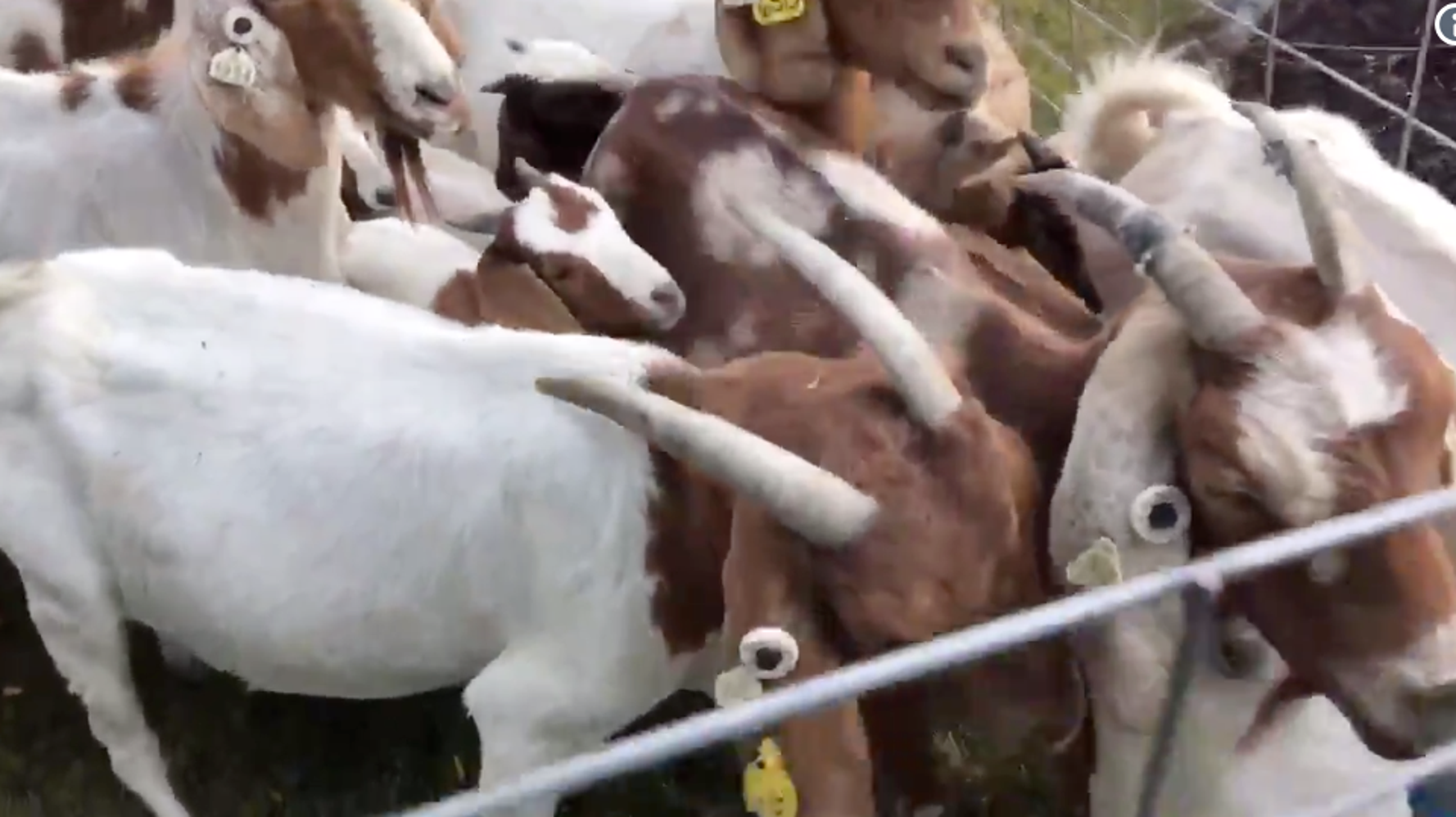 Rogue Goats Take Over Idaho Neighborhood. (We're Not Kidding.) | HuffPost