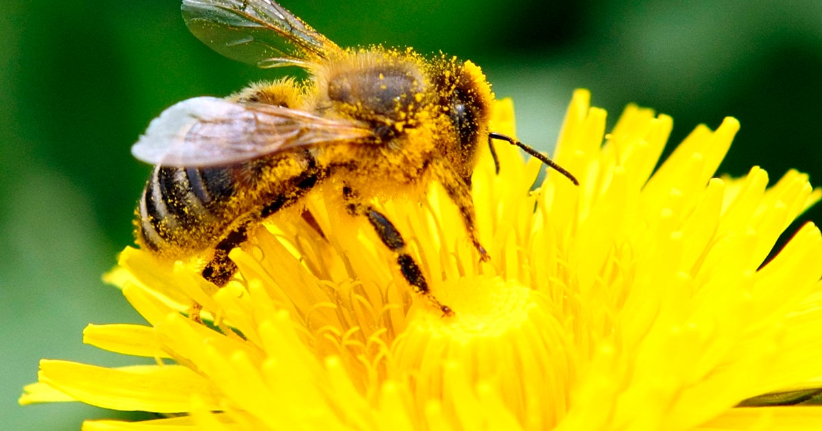 Trump Administration Lifts Ban On GMOs, Bee-Killing Chemicals In ...