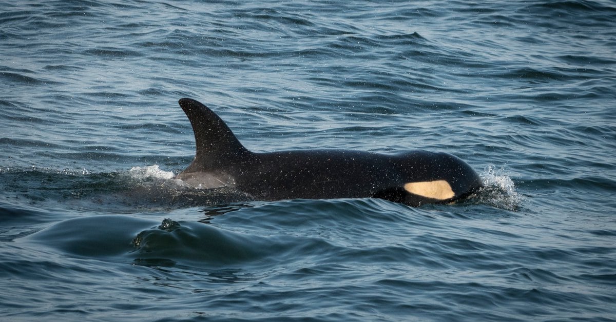 Rescue Teams Continue Unprecedented Effort To Save Young Sick Orca ...