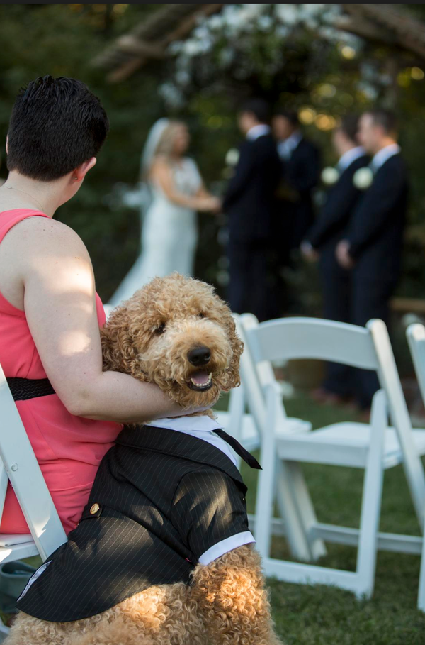 32 Times Dogs Dutifully Helped Their Owners Tie The Knot | HuffPost