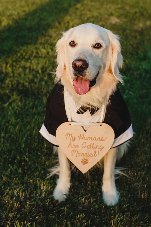 32 Times Dogs Dutifully Helped Their Owners Tie The Knot | HuffPost