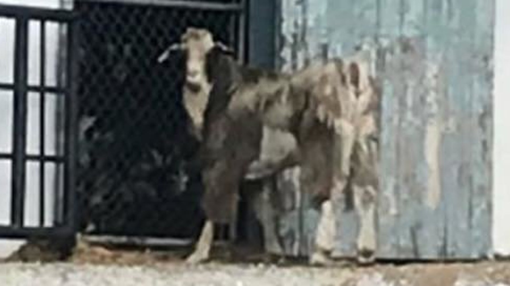 Escaped Goat, Rumored To Have Freed Others From Slaughter, Has Been ...