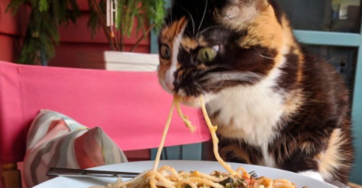 5 Cute Animal Pictures To End The Week: Spaghetti Cat And Award-Winning ...