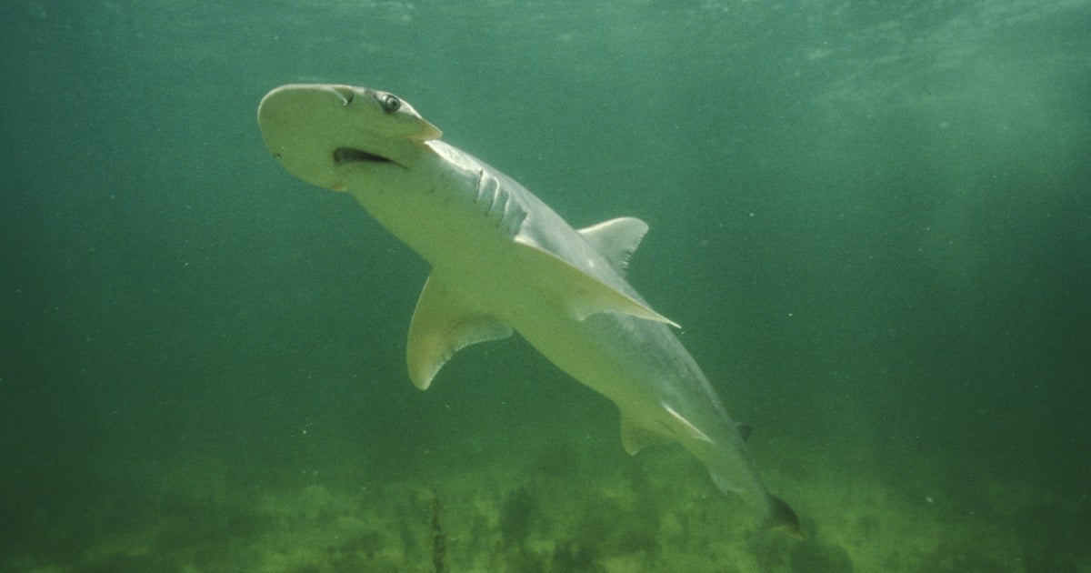 Vegetarian Sharks? First Omnivorous Species Discovered Off US Coast ...