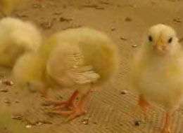 5 Cutest Animal Videos Of The Week (WATCH) | HuffPost Life