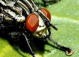 Stupid Flies Live Longer: Study | HuffPost Life