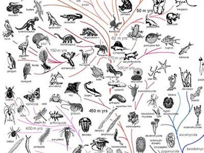 Book Review: Why Evolution Is True | HuffPost Life