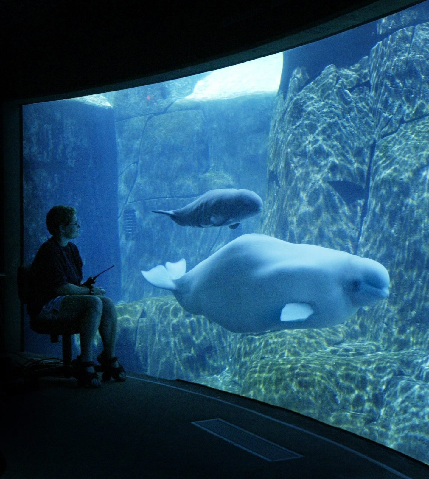 Baby Beluga, And The Soundtrack Of Our Children's Lives | HuffPost Life