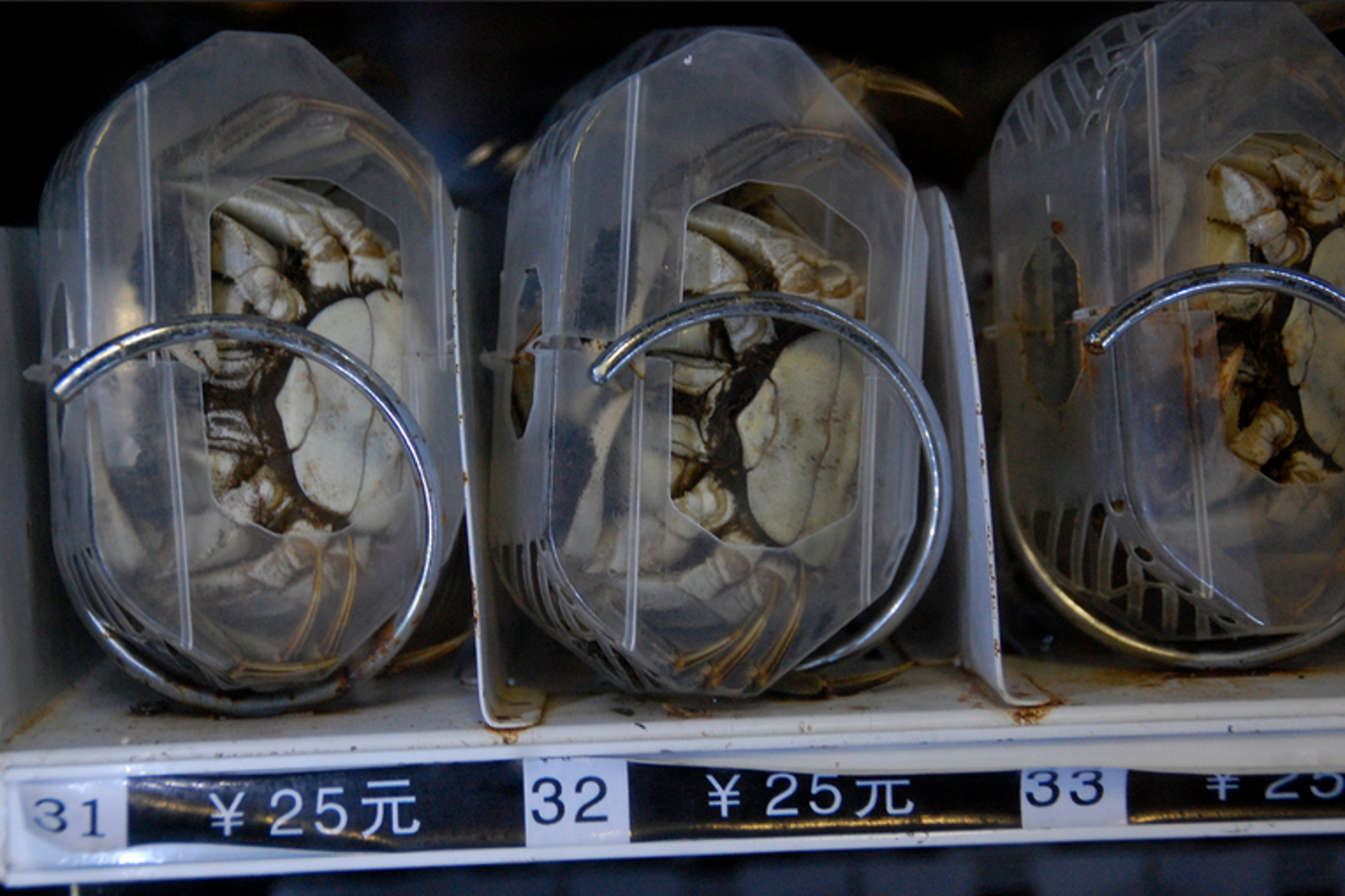 The Weirdest Food Vending Machines Around The World | HuffPost Life